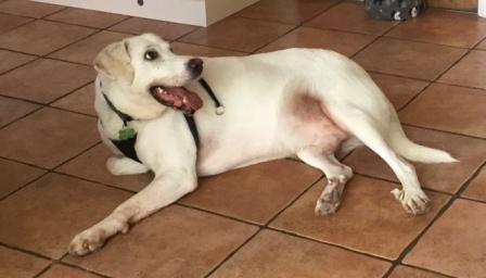 Labrador Retriever Rescue Southern England