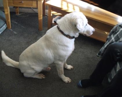 Labrador Retriever Rescue Southern England