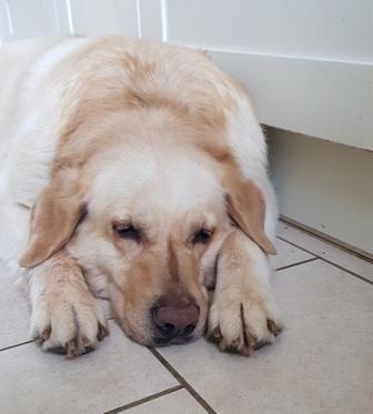 Labrador Retriever Rescue Southern England