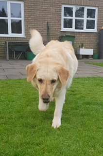 Labrador Retriever Rescue Southern England