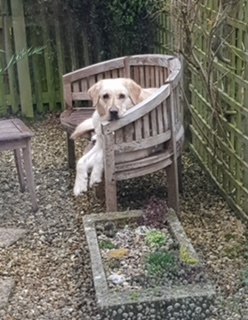 Labrador Retriever Rescue Southern England