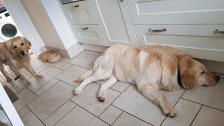 Labrador Retriever Rescue Southern England