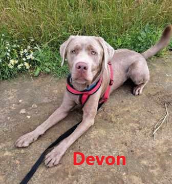 Labrador Retriever Rescue Southern England