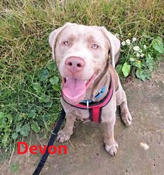 Labrador Retriever Rescue Southern England