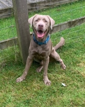 Labrador Retriever Rescue Southern England