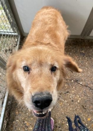 Labrador Retriever Rescue Southern England