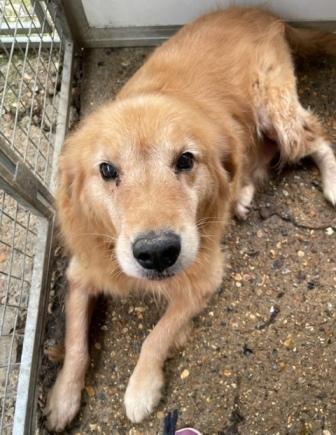 Labrador Retriever Rescue Southern England
