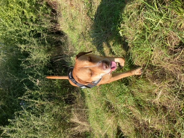 Labrador Retriever Rescue Southern England