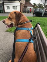 Labrador Retriever Rescue Southern England