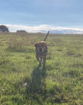 Labrador Retriever Rescue Southern England