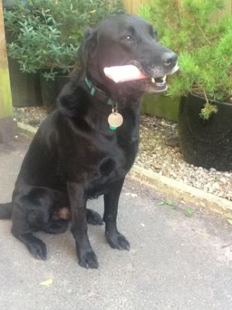 Labrador Retriever Rescue Southern England
